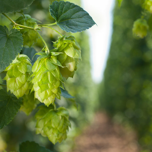 Hopfen | Bierentdecker